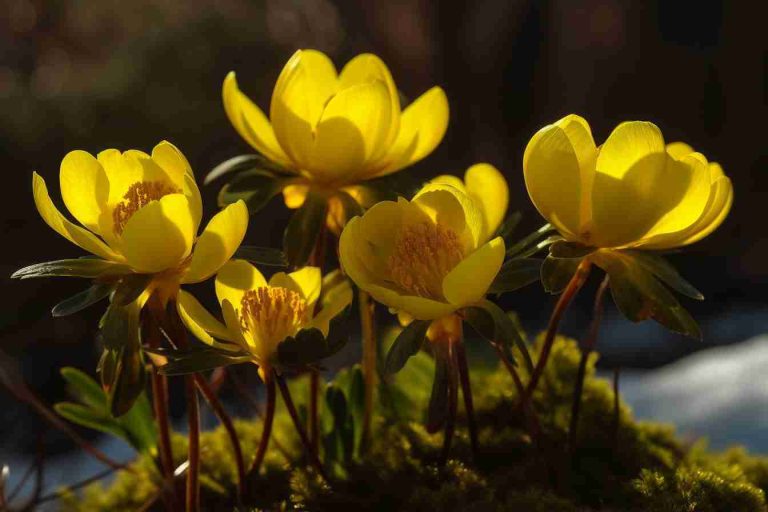 14 Flowers That Grow in Snow: Hardy Winter Bloomers to Brighten Your ...