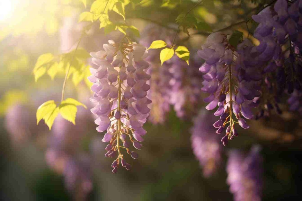 10 Purple Flowers That Grow on Vines: Lovely Varieties to Enhance Your ...