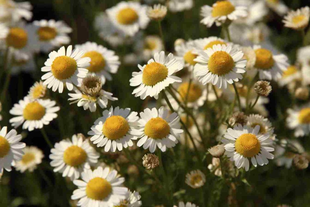 38 Flowers That Grow in the Desert: Discover Remarkable Desert Blooms ...