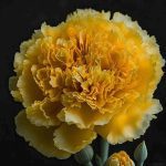 10 Flowers That Represent Pain: In Bloom And In Sorrow - Foliage Friend ...