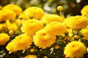 10 Flowers That Represent Respect: Showing Honor - Foliage Friend ...