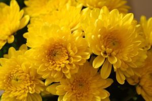 10 Flowers That Represent Respect: Showing Honor - Foliage Friend ...