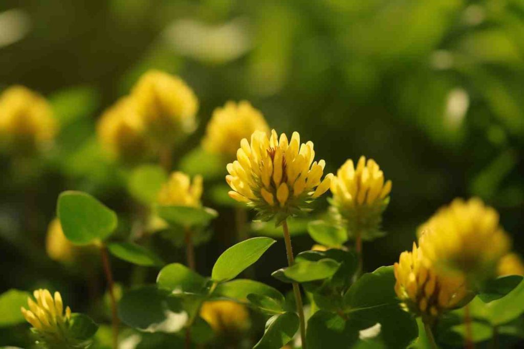 32 Yellow Flowers That Grow in Grass: Your Guide to Vibrant Species in ...