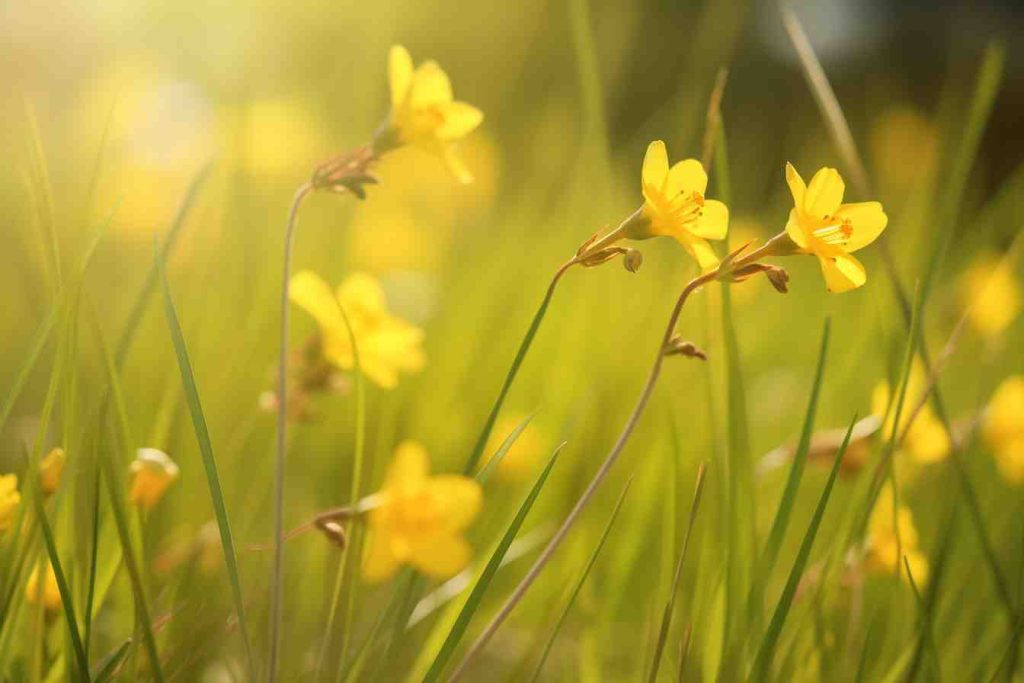 32 Yellow Flowers That Grow in Grass: Your Guide to Vibrant Species in ...