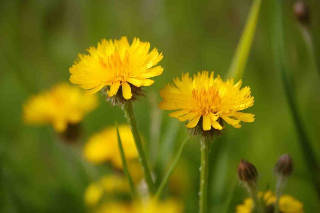 32 Yellow Flowers That Grow in Grass: Your Guide to Vibrant Species in ...