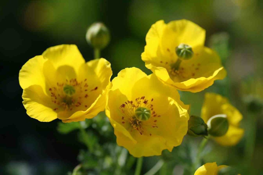 20 Flowers That Grow by the Ocean: Your Ultimate Coastal Blooms Guide ...