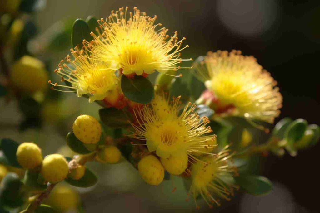 Lehua Flower Meaning, Symbolism & Spiritual Significance - Foliage ...