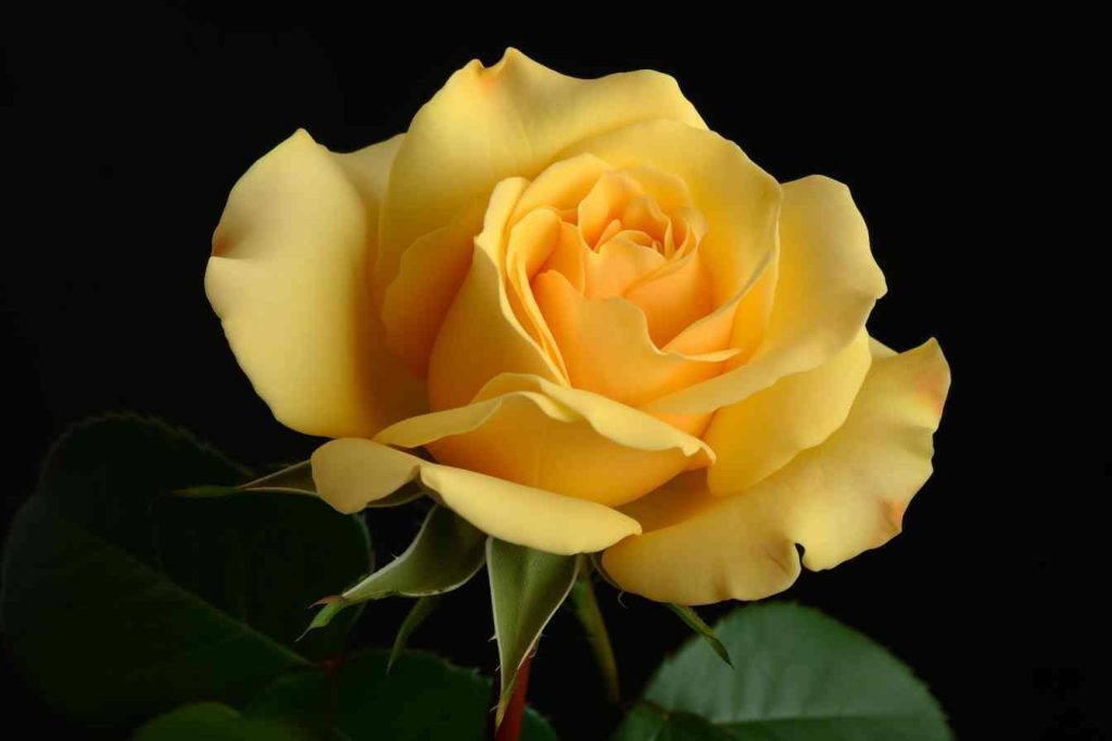 10 Flowers That Represent Thankfulness: Blooms Of Appreciation ...