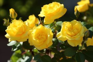 10 Flowers That Represent Respect: Showing Honor - Foliage Friend ...