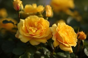 10 Flowers That Represent Secret Love: Hidden Affections - Foliage ...