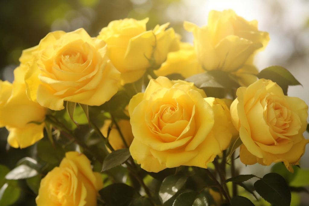 10 Flowers That Represent Equality: Blooms Of Inclusivity - Foliage ...