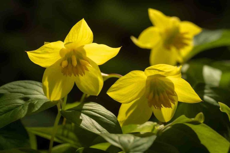 50 Perennial Flowers That Grow in Shade: Stunning Picks for Your Shady Garden - Foliage Friend ...