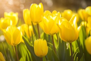 10 Flowers That Represent Regret: Blooms Of Remorse - Foliage Friend ...