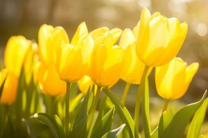 10 Flowers That Represent Equality: Blooms Of Inclusivity - Foliage ...