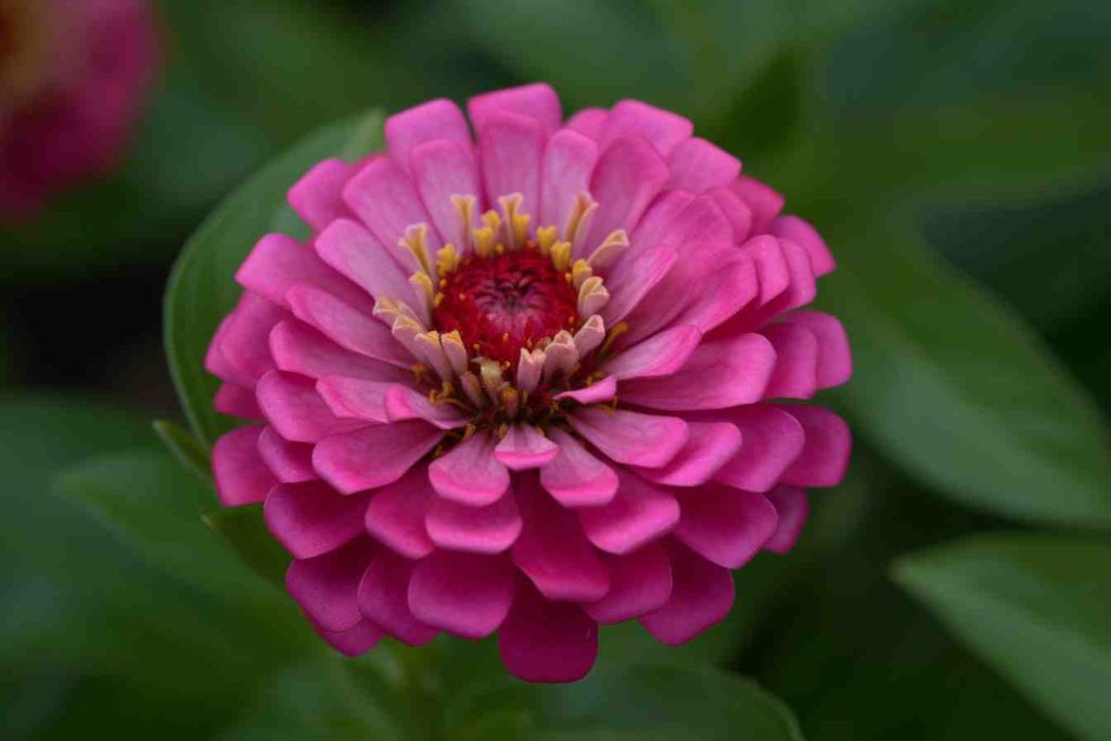 Purple Zinnia Flower Meaning, Symbolism & Spiritual Significance ...