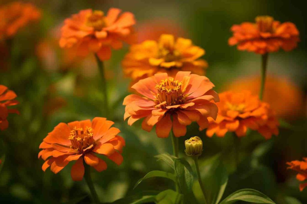 29 Flowers That Grow in Full Sun: Discover Vibrant, Sun-Loving Beauties ...