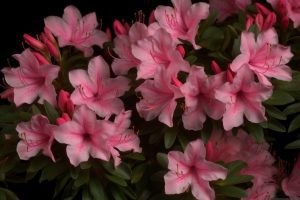 10 Flowers That Represent April: Celebrating Spring - Foliage Friend ...