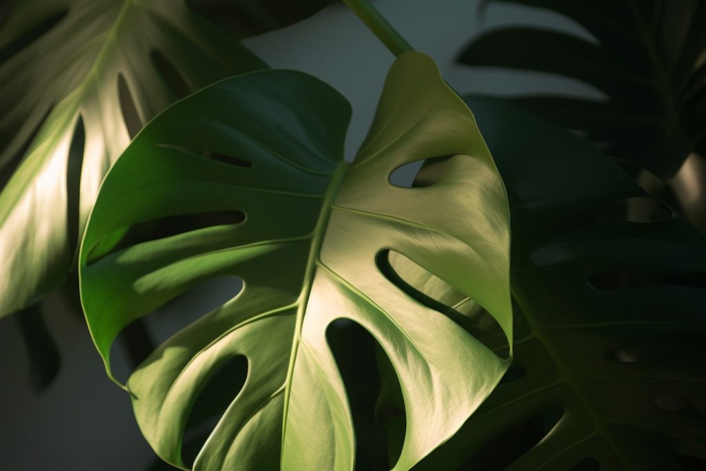100 Unique Monstera Images and Photos (Download Free)