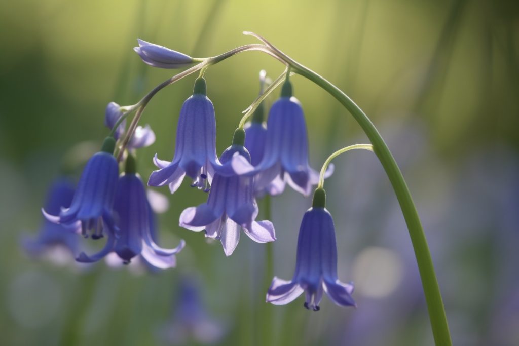 10 Flowers That Represent Uncertainty: Blooming Encouragement - Foliage ...