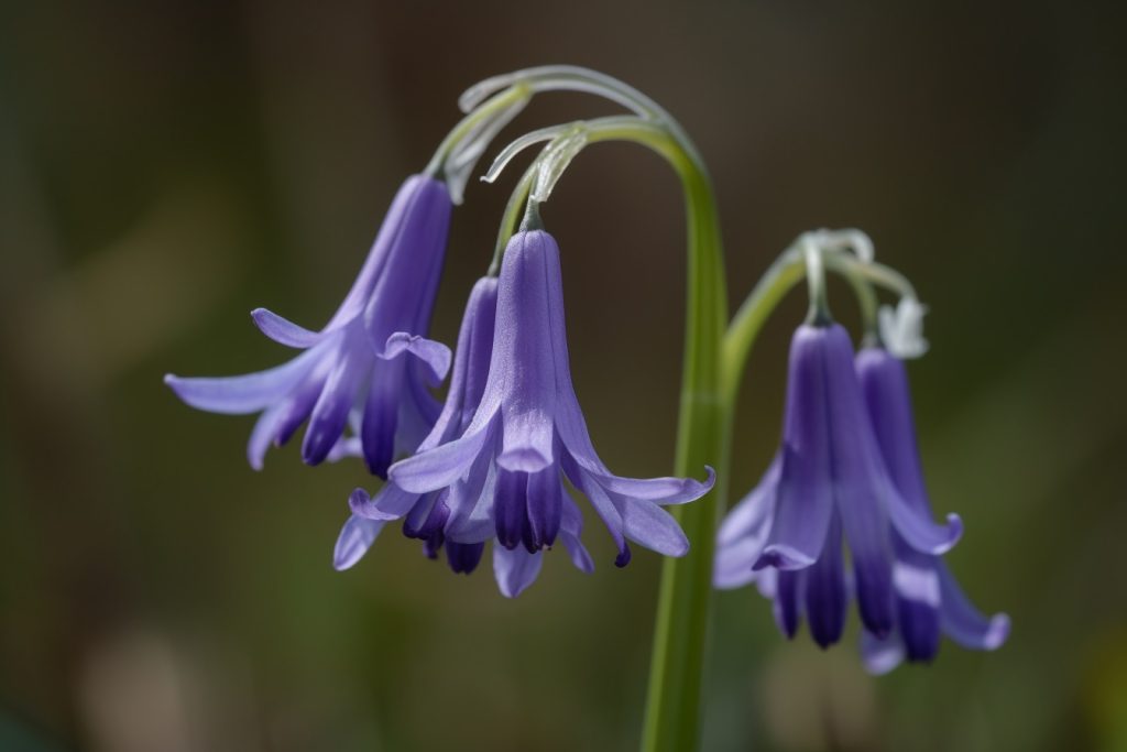 10 Flowers That Represent The Month Of May: The Essence Of Spring ...