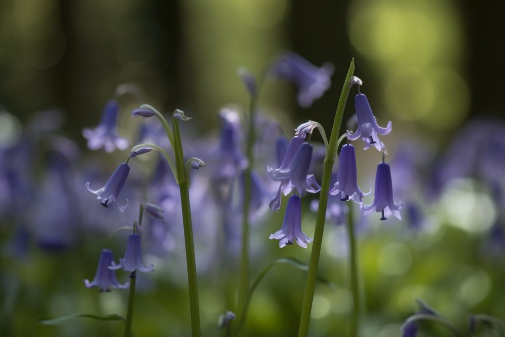 10 Flowers That Represent Pisces: Aquatic Blooms - Foliage Friend ...