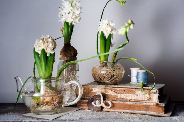 Types of Hyacinths: A Comprehensive Guide to Varieties and Care ...