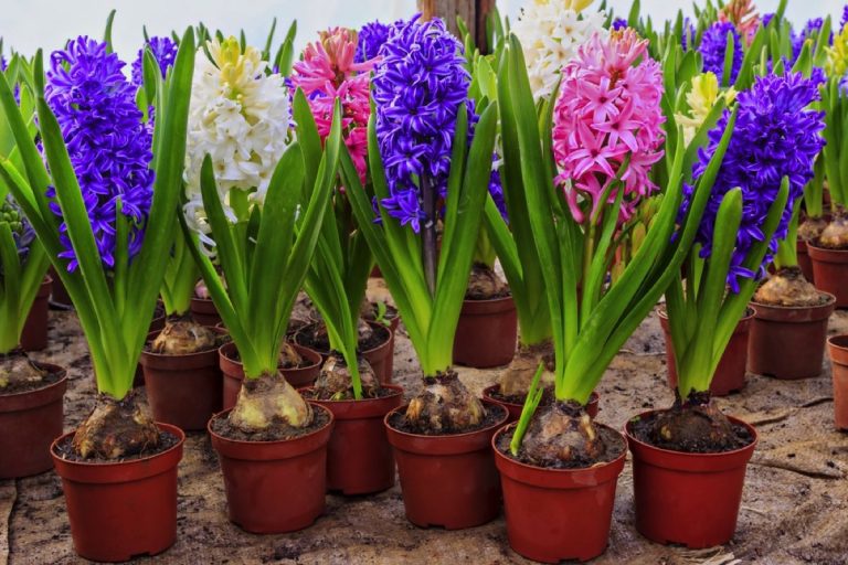 What Color Are Hyacinth Flowers? A Simple Guide to Their Vibrant ...