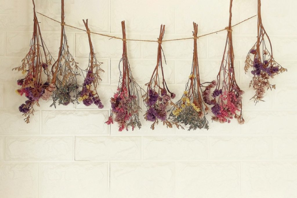 Why Is My Hyacinth Drooping? Top Causes and Solutions - Foliage Friend ...