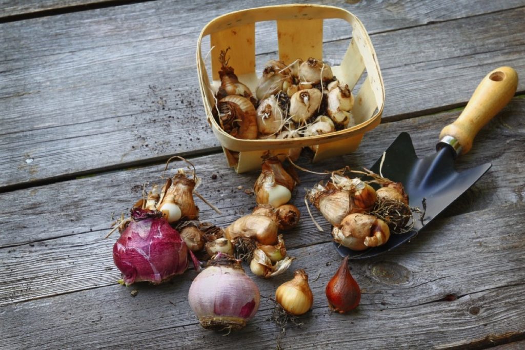 Types of Hyacinths: A Comprehensive Guide to Varieties and Care ...