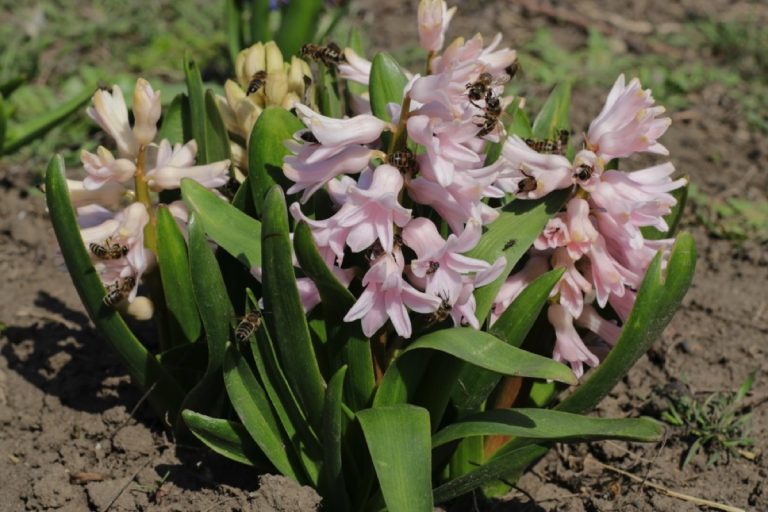 Why Is My Hyacinth Drooping? Top Causes and Solutions - Foliage Friend ...