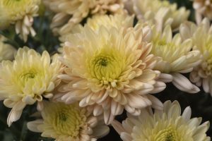 10 Flowers That Represent Love And Loyalty: Forever Blooms - Foliage ...