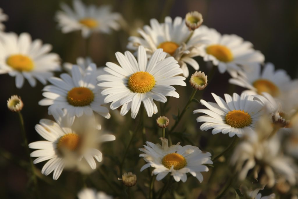 10 Flowers That Represent Aries: Fearlessly Blooming - Foliage Friend ...