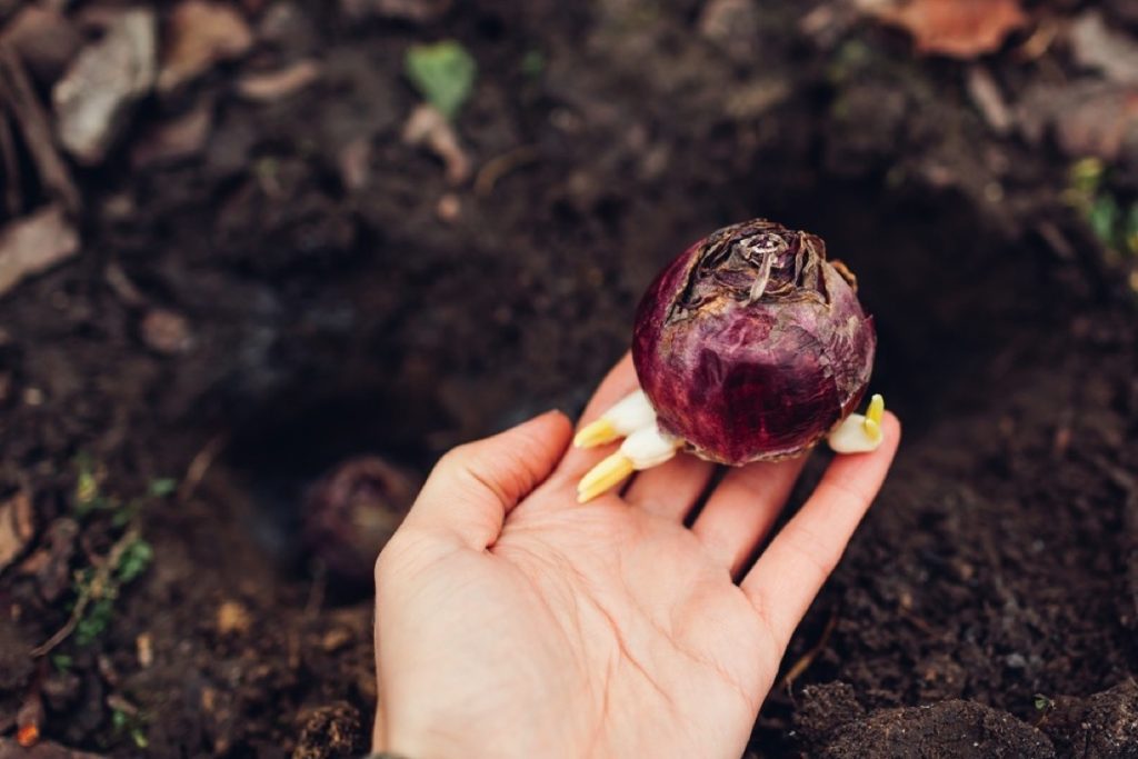 Can You Keep Hyacinth Bulbs for Next Year? A Concise Guide to Bulb ...