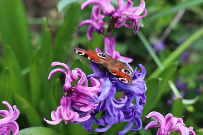 Types of Hyacinths: A Comprehensive Guide to Varieties and Care ...