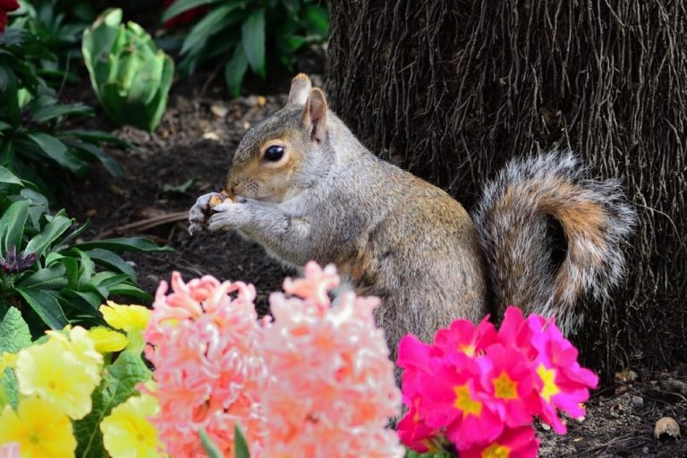 Why Is My Hyacinth Drooping? Top Causes and Solutions - Foliage Friend ...