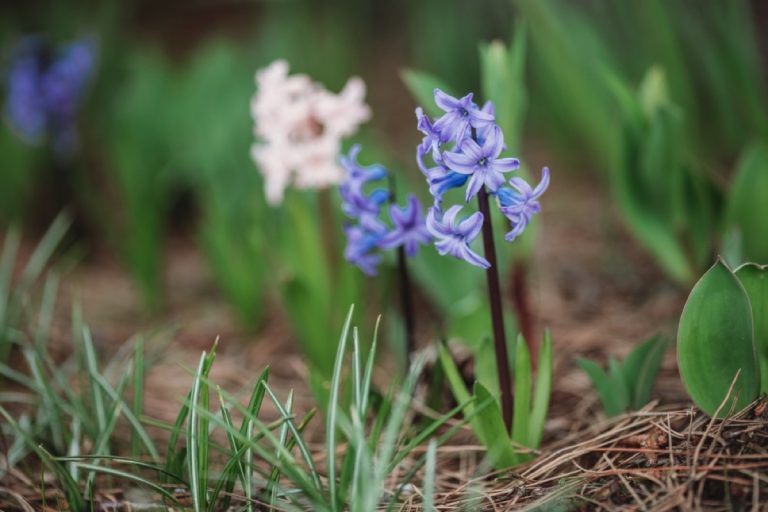 What Does Hyacinth Smell Like: A Guide to its Distinctive Fragrance ...
