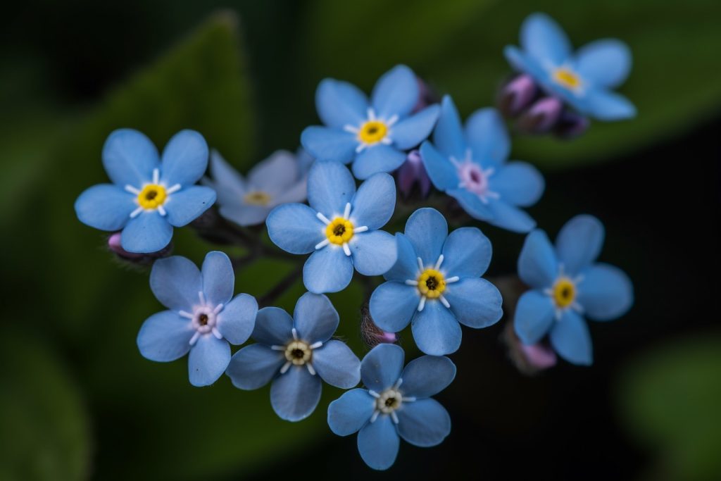 10 Flowers That Represent Love And Loyalty: Forever Blooms - Foliage ...