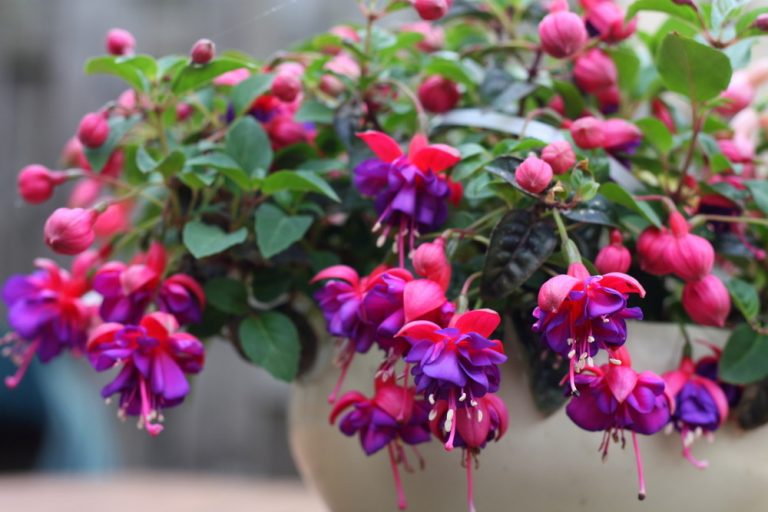 30 Flowers That Grow Best in Shade: A Blooming Guide for Shady Spaces ...