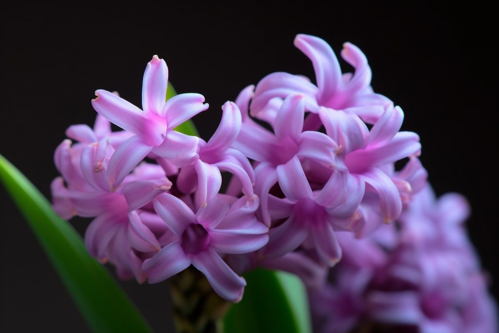 10 Flowers That Represent April: Celebrating Spring - Foliage Friend ...