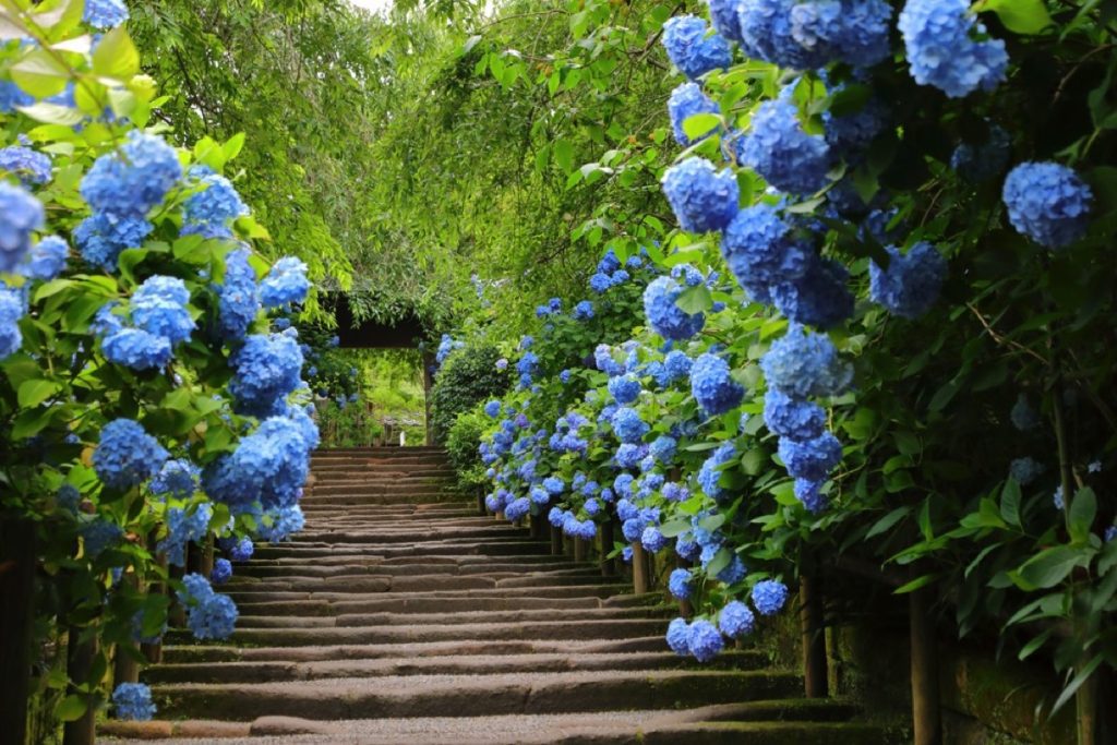 Why Is My Hyacinth Drooping? Top Causes and Solutions - Foliage Friend ...