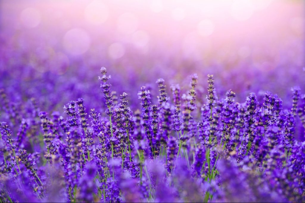 What to Do with Hyacinth Bulbs After Flowering: Expert Tips - Foliage ...