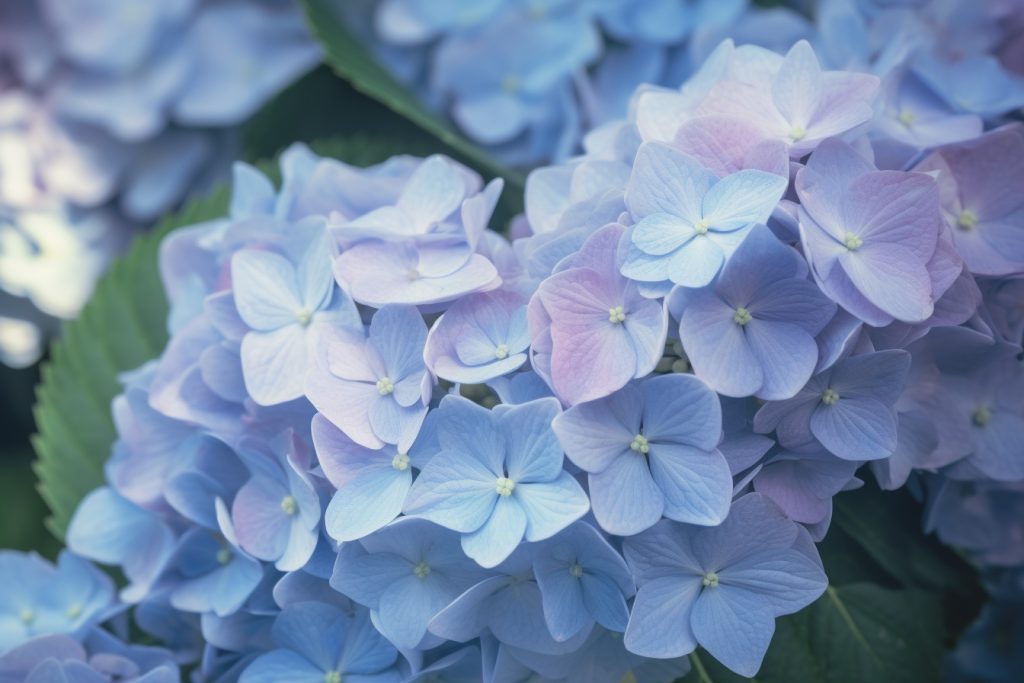 10 Flowers That Represent Home: Bloom Where You’re Planted! - Foliage ...