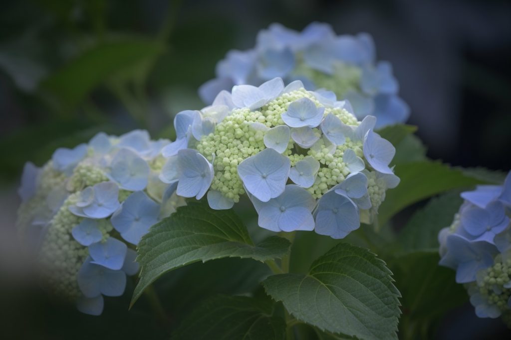 10 Flowers That Represent Uncertainty: Blooming Encouragement - Foliage ...