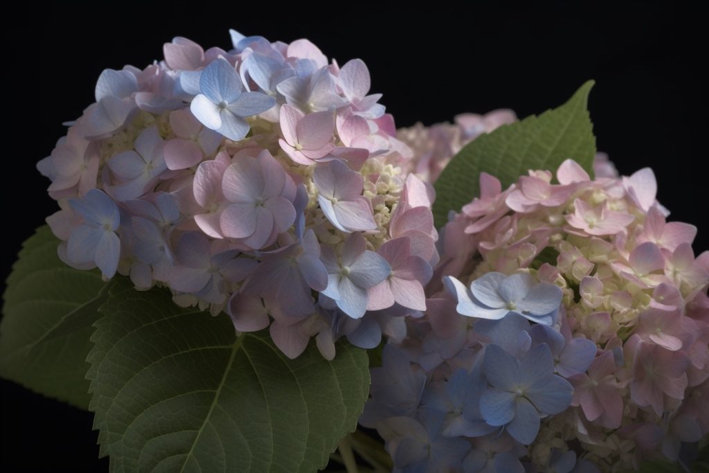 10 Flowers That Represent Elegance: Blooming With Grace - Foliage Friend - Learn About Different ...