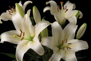 10 Flowers That Represent The Month Of May: The Essence Of Spring ...