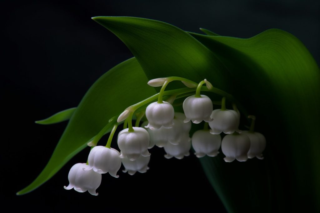 10 Flowers That Represent The Month Of May: The Essence Of Spring ...