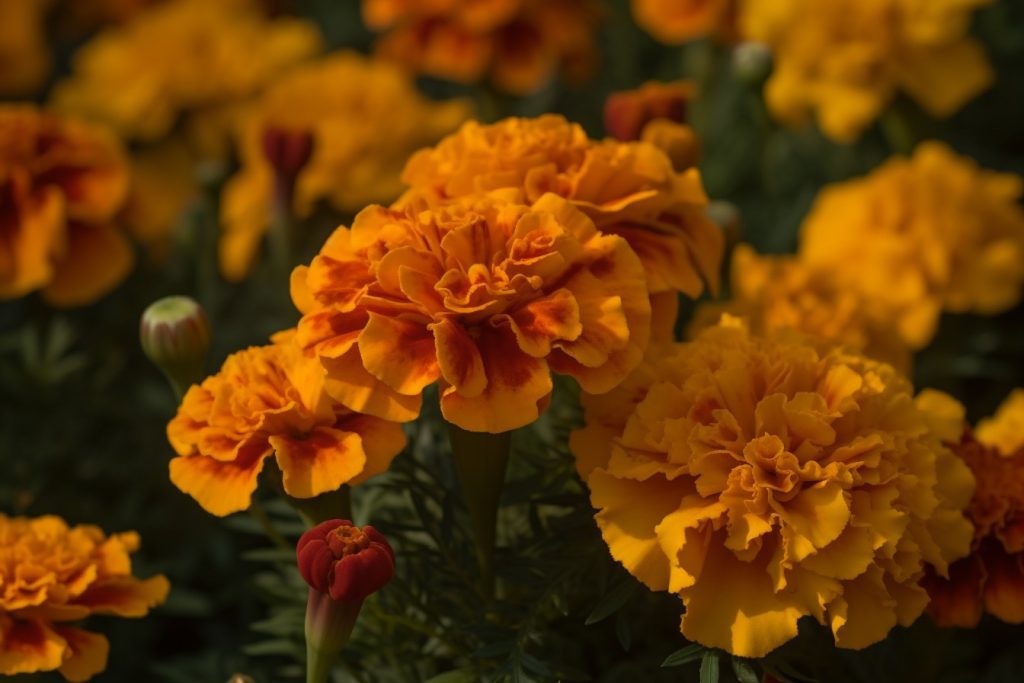 10 Flowers That Represent Christianity: Blooming With Spirituality ...