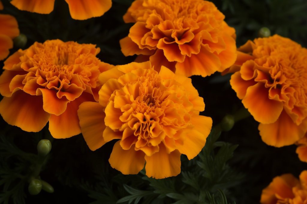 10 Flowers That Represent Home: Bloom Where You’re Planted! - Foliage ...