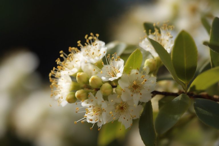 White Myrtle Flower Meaning, Symbolism & Spiritual Significance ...