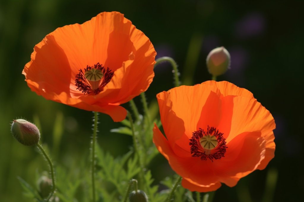 10 Flowers That Represent Aries: Fearlessly Blooming - Foliage Friend ...